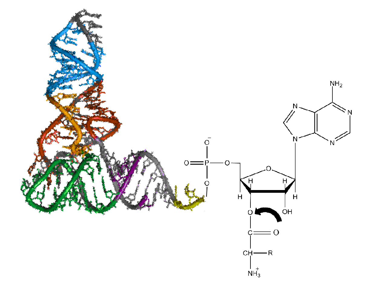 Amino Acid-Dependent Stabiliy of the Acyl Linkage in aminoacyl-tRNA ...