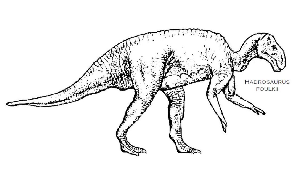 𝘏𝘢𝘥𝘳𝘰𝘴𝘢𝘶𝘳𝘶𝘴 𝘧𝘰𝘶𝘭𝘬𝘪𝘪 Historic Trail | Jacob Peacock