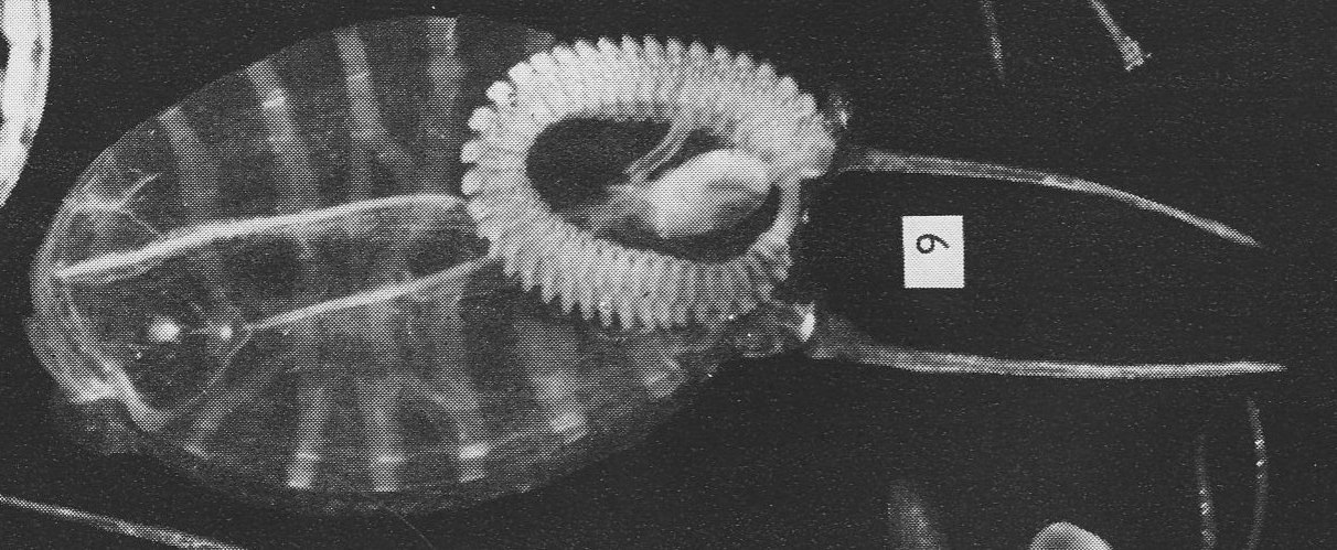 Obtaining Northwestern Atlantic salp Bloom Data Based on Newspaper ...